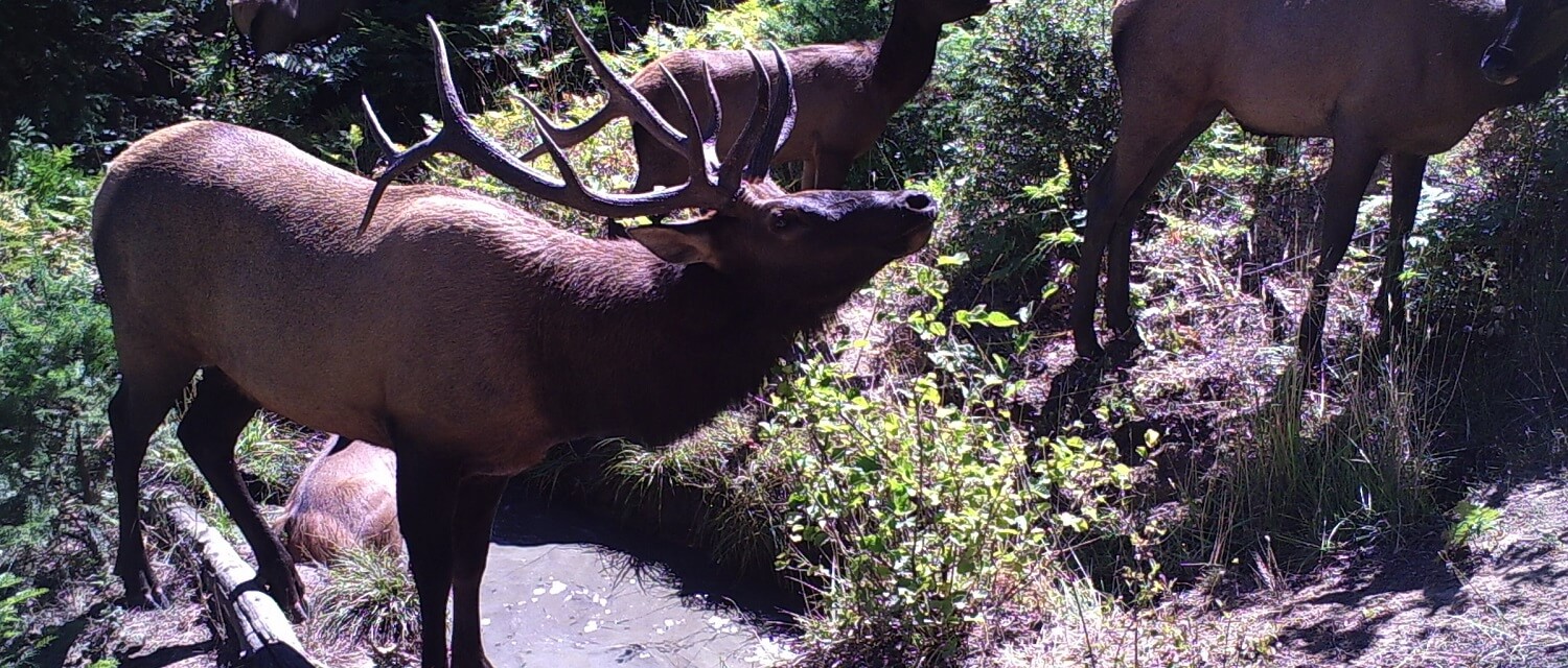 Wallow Your Way to an Elk | RMEF Media | Rocky Mountain Elk Foundation