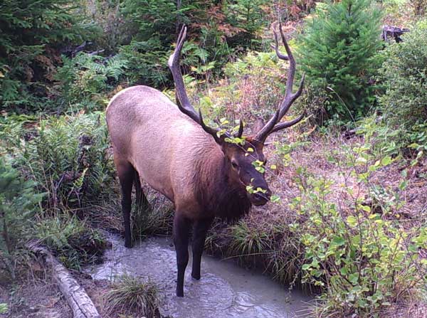 Wisdom of the Wallow - Follow The Wallows To Find A Bull | Rocky ...