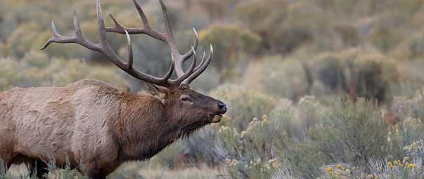 Field Judging Elk | RMEF Media | Rocky Mountain Elk Foundation