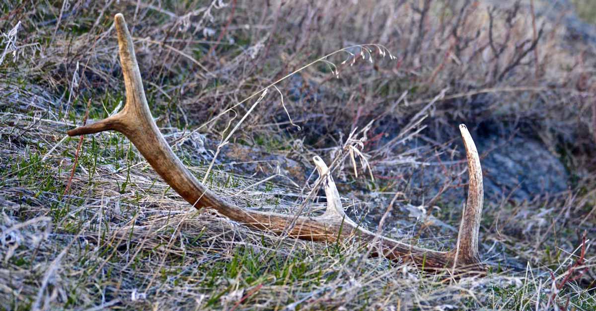 Five Points about the Antler Business | RMEF Media | Rocky Mountain Elk ...