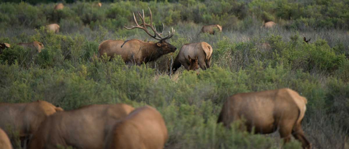 The Outlier Film | Rocky Mountain Elk Foundation