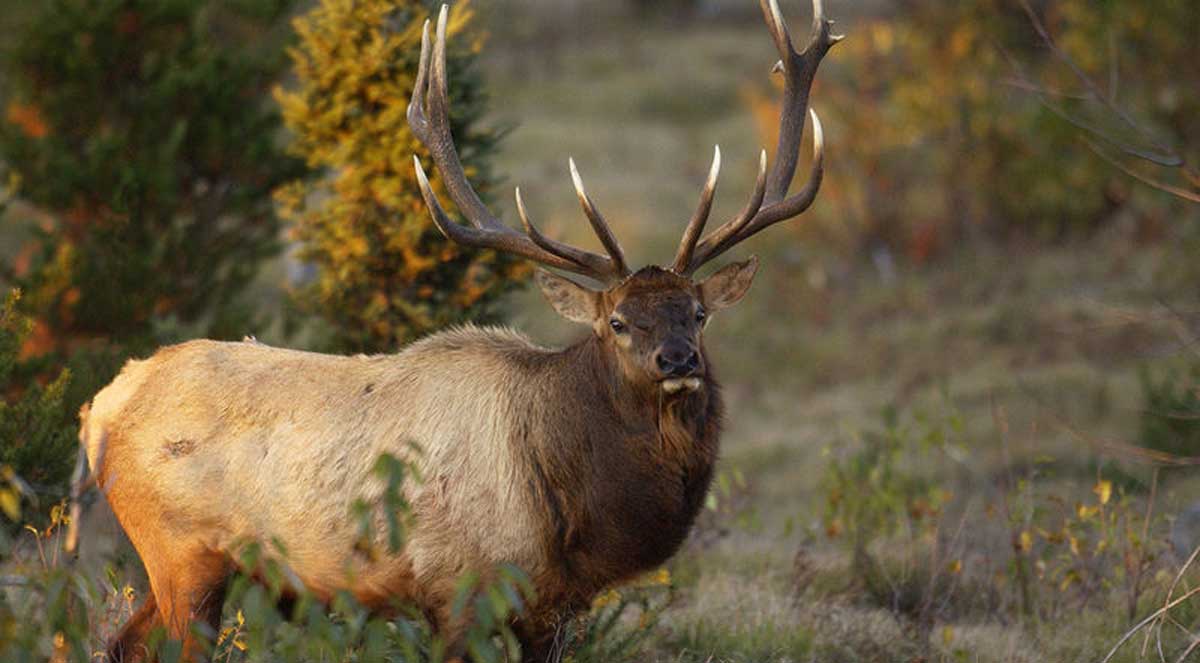 Michigan Seeks Artists to Celebrate 100 Years of Elk | RMEF Media ...