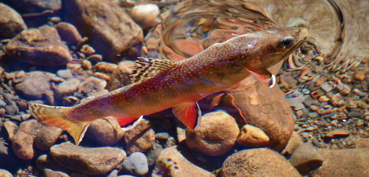 “Other Wildlife” Thriving in West Virginia | RMEF Media | Rocky ...