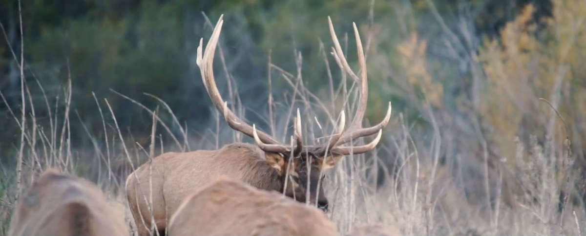 Life of Elk | Rocky Mountain Elk Foundation