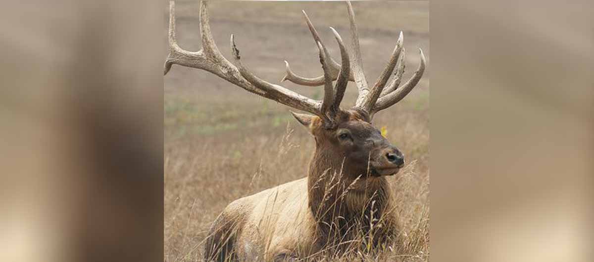 Hunters Bolster Tennessee Elk Herd | RMEF Media | Rocky Mountain Elk ...