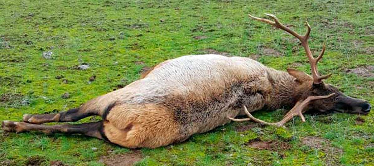Massive Poaching Case in Oregon, Washington | RMEF Media | Rocky ...