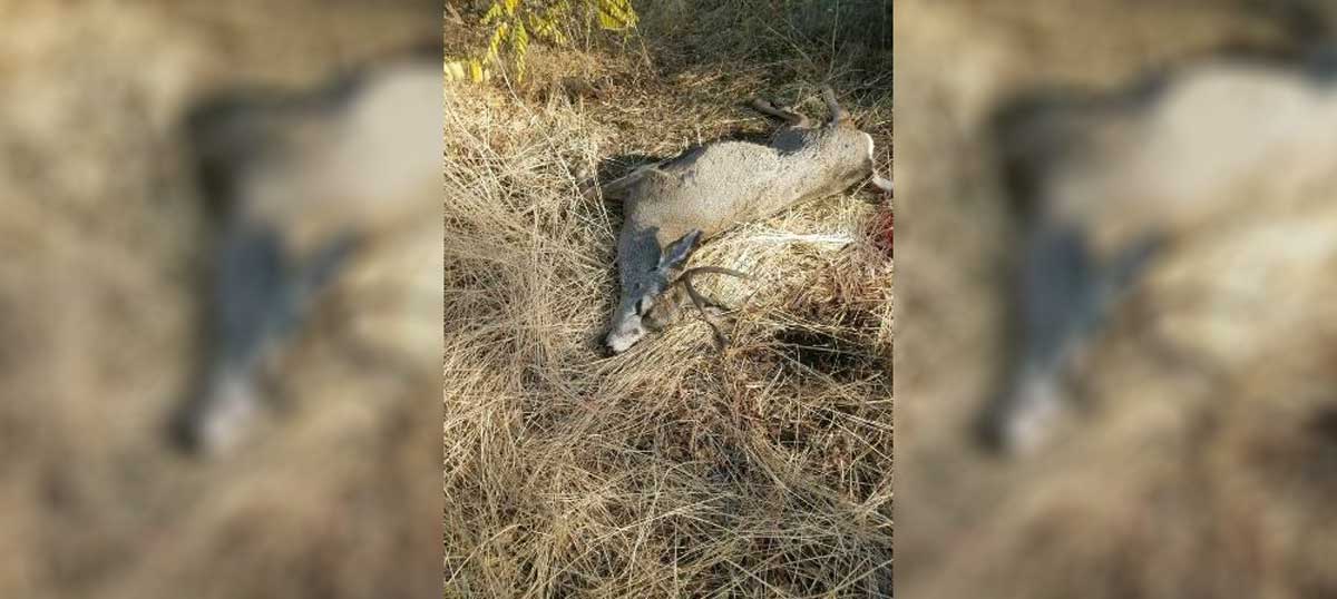 Aggressive Buck Attacks Marathon Runners | RMEF Media | Rocky Mountain ...