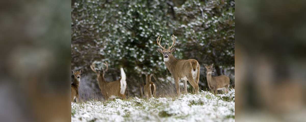 Hunting Contributes Year-Round Benefits to Wildlife | RMEF Media ...