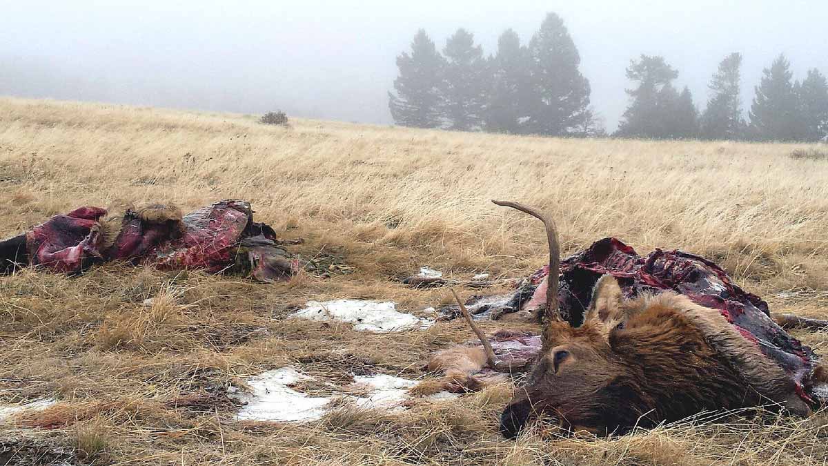 Two Spike Elk Killed, Left to Waste in Montana | RMEF Media | Rocky ...