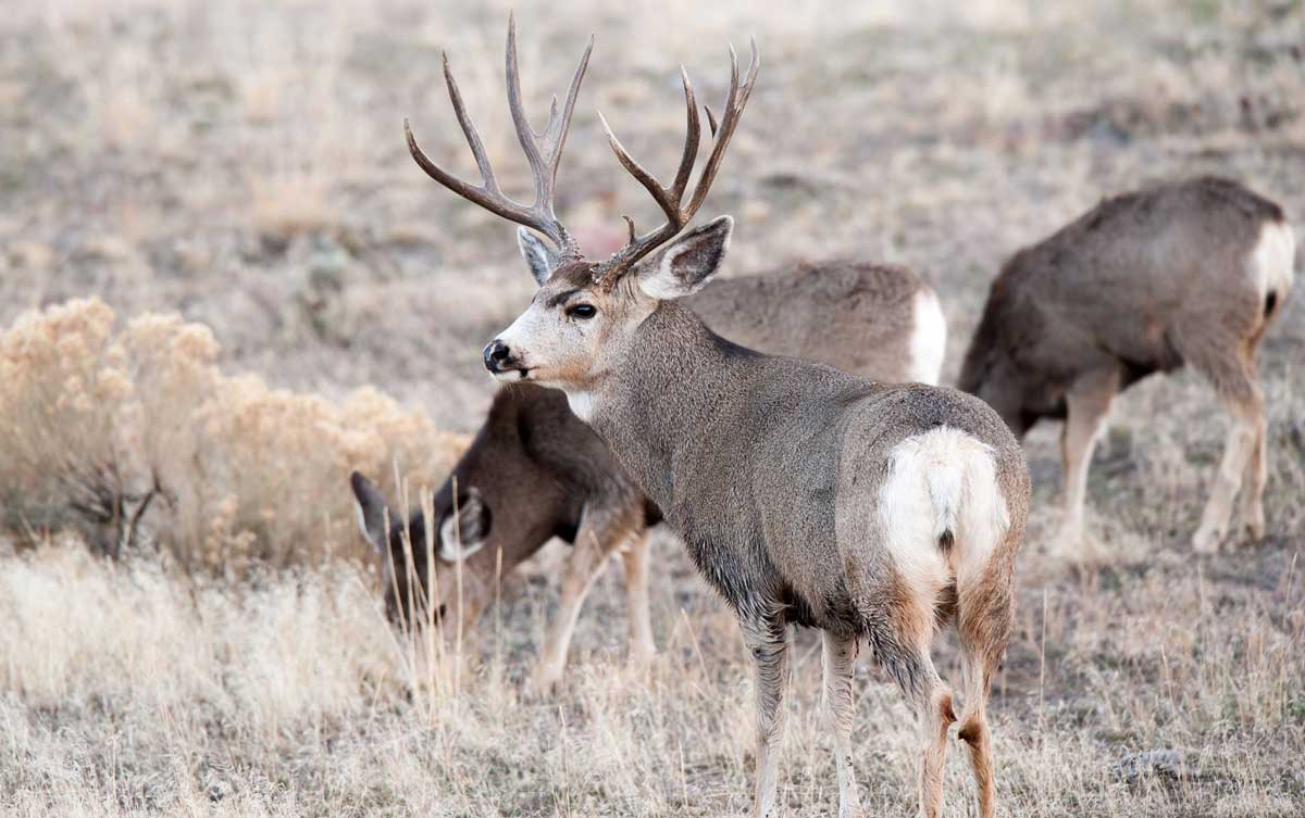 Hunters Needed for Montana CWD Hunt [Updated] | RMEF Media | Rocky ...