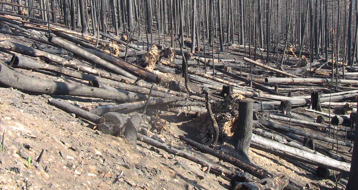 Federal Judges Positively View Collaborative Forest Projects | RMEF ...