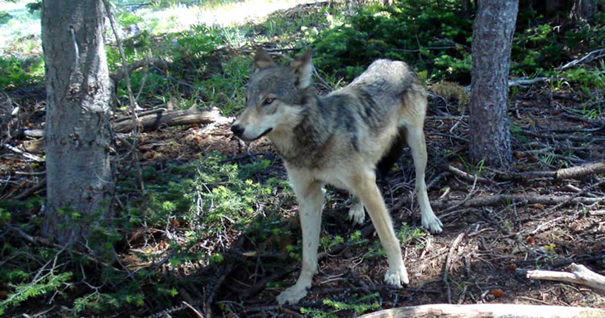 Wolf Shot, Killed in the Act of Attacking Livestock | RMEF Media ...
