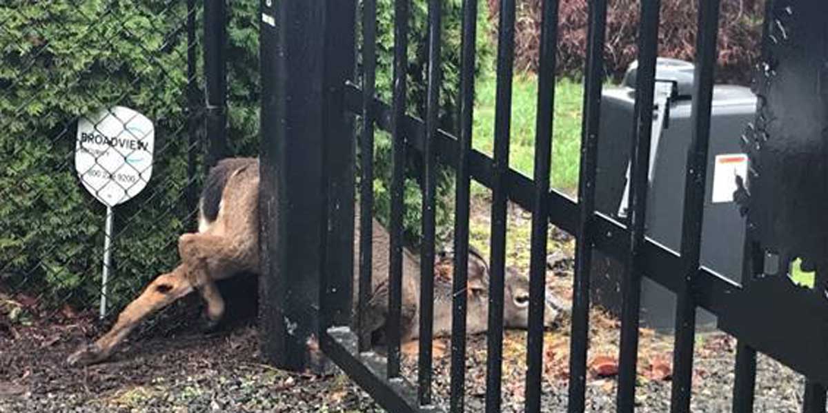 Stuck Deer Freed by Wildlife Officers | RMEF Media | Rocky Mountain Elk ...