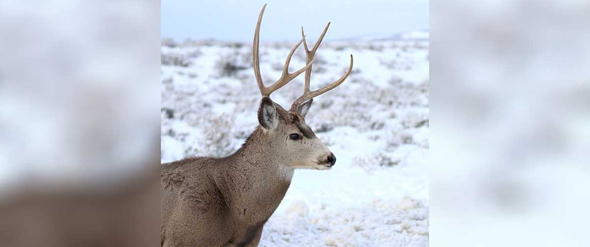 Montana Approves CWD Hunt | RMEF Media | Rocky Mountain Elk Foundation