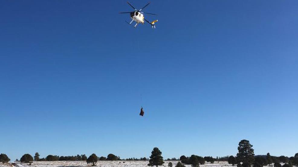 Elk Take Flight from Arizona to West Virginia | RMEF Media | Rocky ...