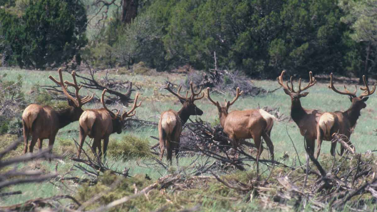 Arizona 2018 Elk Hunt Application Deadline Approaches | RMEF Media ...