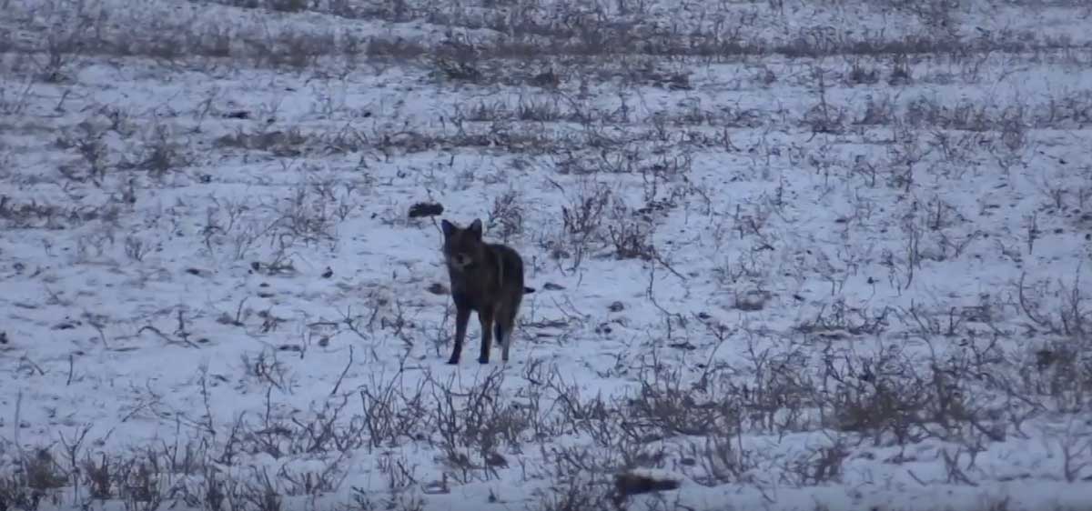 Using Swagger Bipods Predator Hunting – Be Versatile! | RMEF Media ...