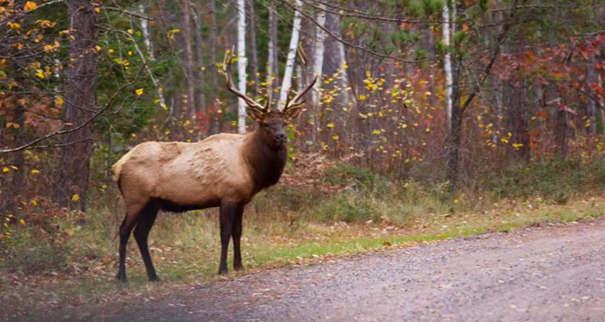 Wisconsin Announces 2018 Elk Hunt | RMEF Media | Rocky Mountain Elk ...