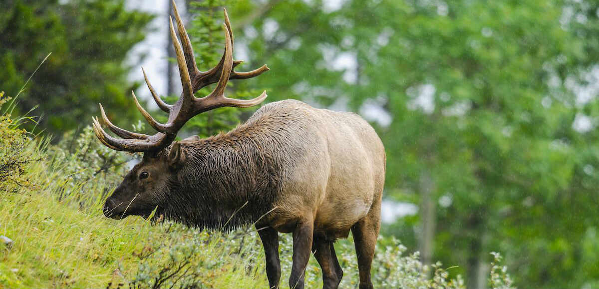 Input Sought on Minnesota Elk Reintroduction | RMEF Media | Rocky ...
