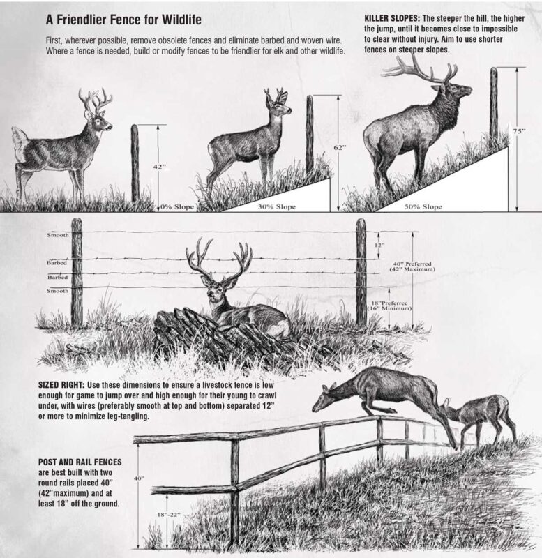 Mending Fences - Wildlife Friendly Fencing | RMEF Media | Rocky ...