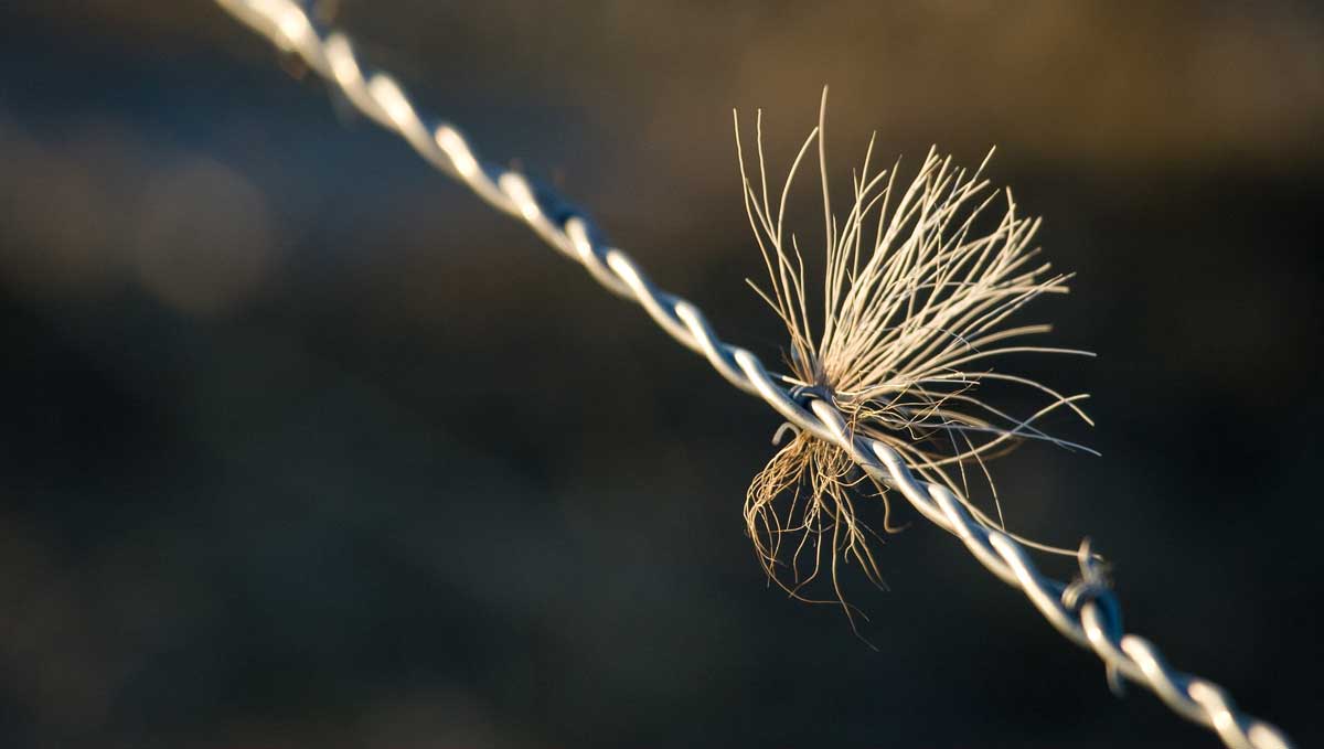Mending Fences - Wildlife Friendly Fencing | RMEF Media | Rocky ...