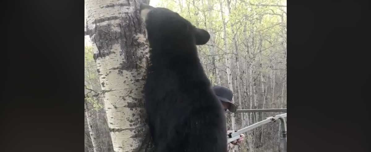 Video: Bear Climbs into Treestand, Teenager Stays Calm | RMEF Media ...