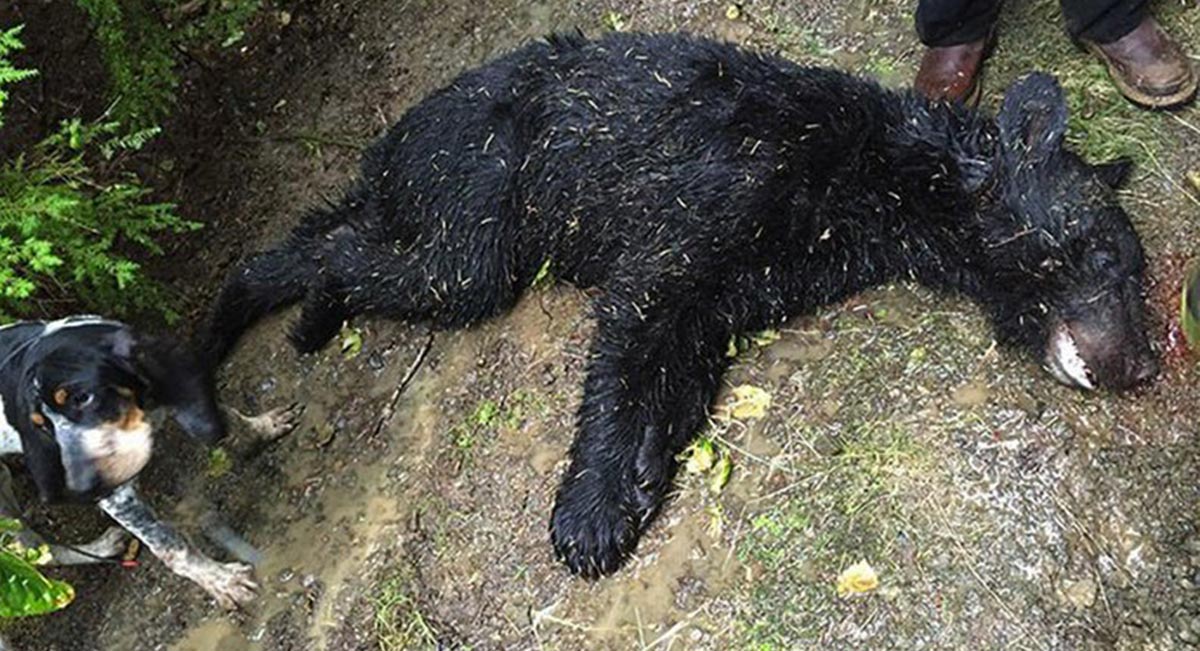 Wildlife Officials Break Massive Northwest Poaching Ring | Rocky ...