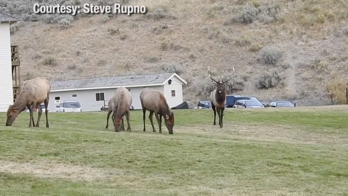 Bull Elk Takes on Festive Look | RMEF Media | Rocky Mountain Elk Foundation