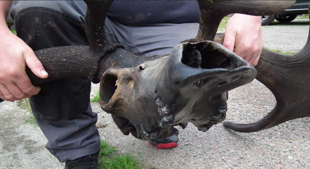 Fishermen Snag Head, Antlers of Extinct Irish Elk | RMEF Media | Rocky ...