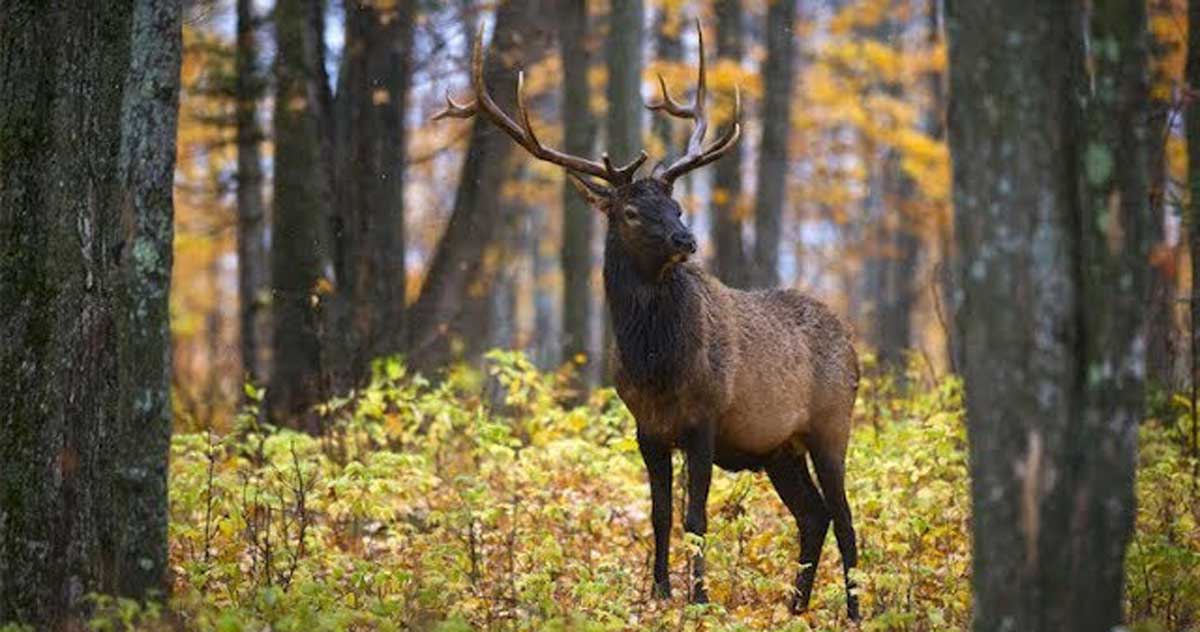 Volunteers Work Together to Help Michigan Elk, Elk Country | RMEF Media ...