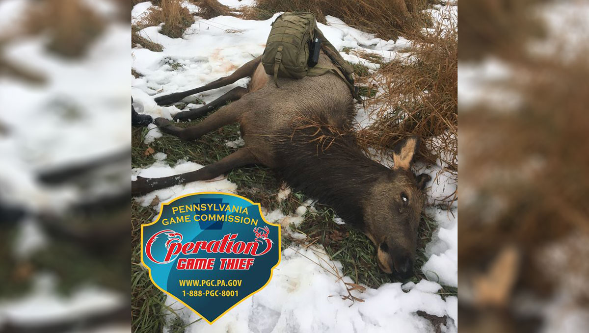 Authorities Seek Help with Pennsylvania Elk Poaching Cases | Rocky ...