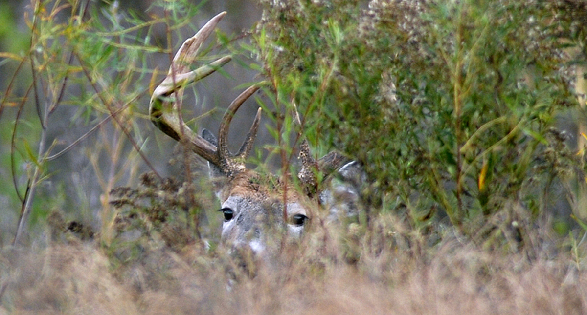 RMEF, Conservation Partners Support PA Game Commission’s Management of ...