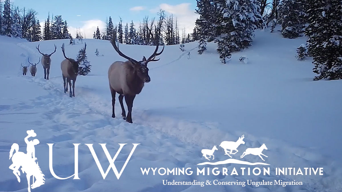 Watch Elk Migrate | RMEF Media | Rocky Mountain Elk Foundation