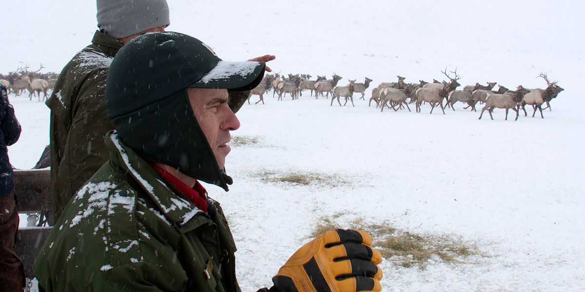 Elk Faring Well in Western Wyoming | RMEF Media | Rocky Mountain Elk ...