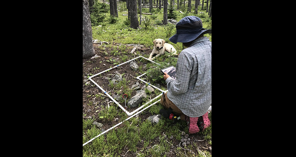 Beetle Kill Study Wrapping up in Montana | RMEF Media | Rocky Mountain ...