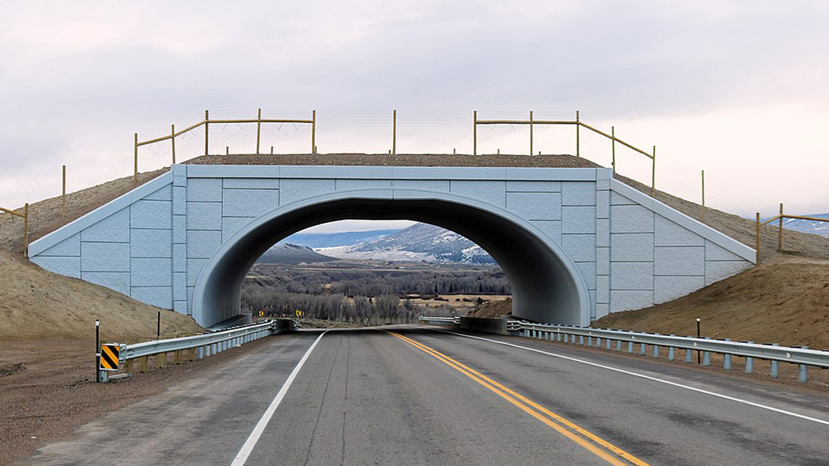 Wildlife Overpasses, Underpasses Saving Lives in Colorado | Rocky ...