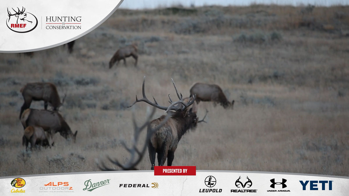 Hunting is Sustainable, Helps Species Thrive - How # ...