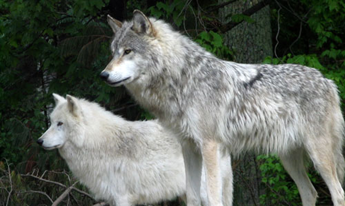 Wolf Attack Dog