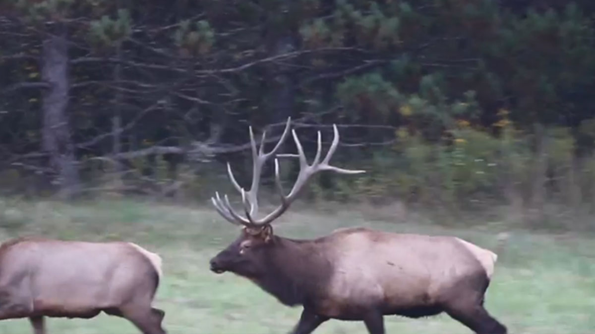 Pennsylvania Elk Cam Back Online | RMEF Media | Rocky Mountain Elk ...