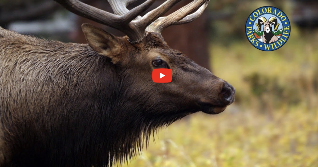 Watch: Elk Thriving in Parts of Colorado | RMEF Media | Rocky Mountain ...