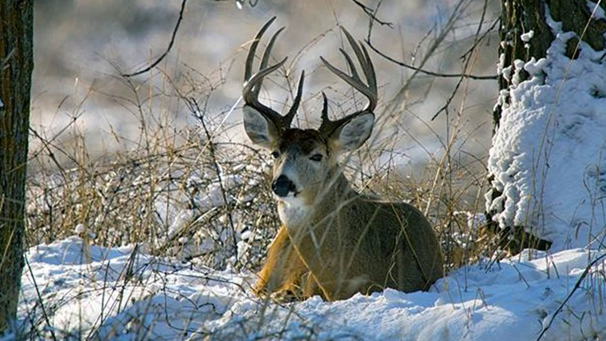 Washington Releases 2019-20 Hunting Prospects | Rocky Mountain Elk ...