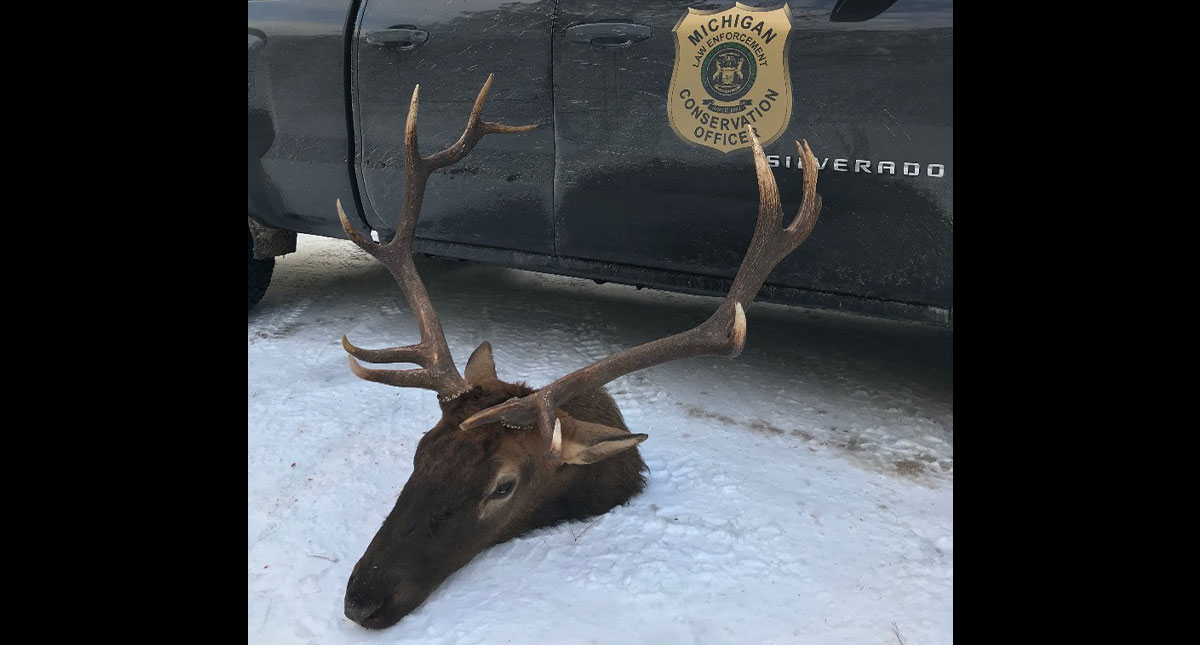 Michigan DNR Seeks Help about Bull Elk Poached in Pigeon River Country ...
