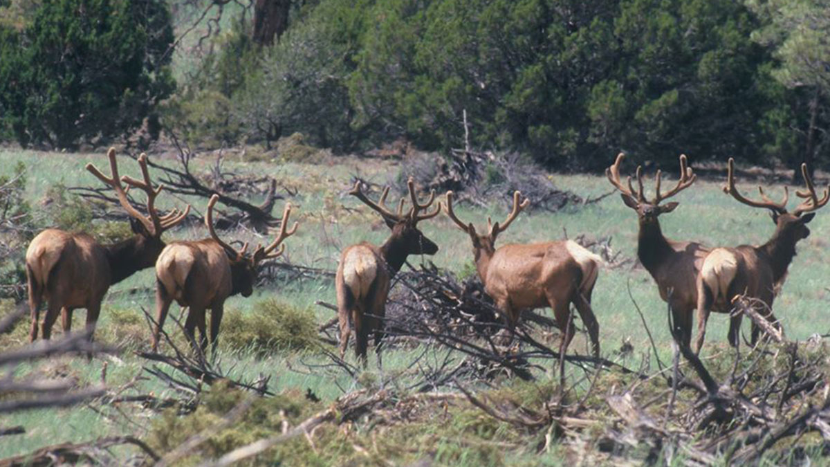 Help Shape Arizona’s Elk Hunting Future | Rocky Mountain Elk Foundation