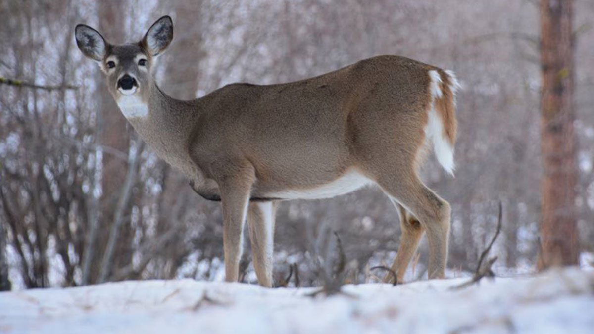 Carcass Dumping is Illegal, Unsightly | RMEF Media | Rocky Mountain Elk ...
