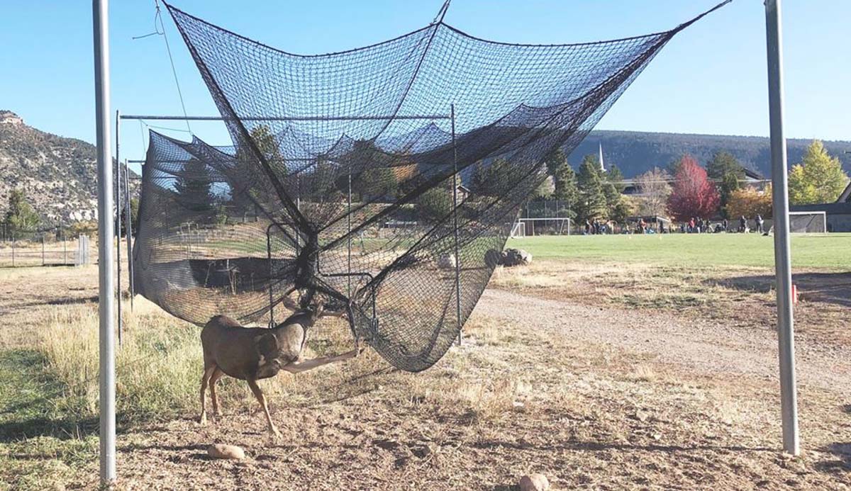 Take Precautions of Deer in the Rut | RMEF Media | Rocky Mountain Elk ...