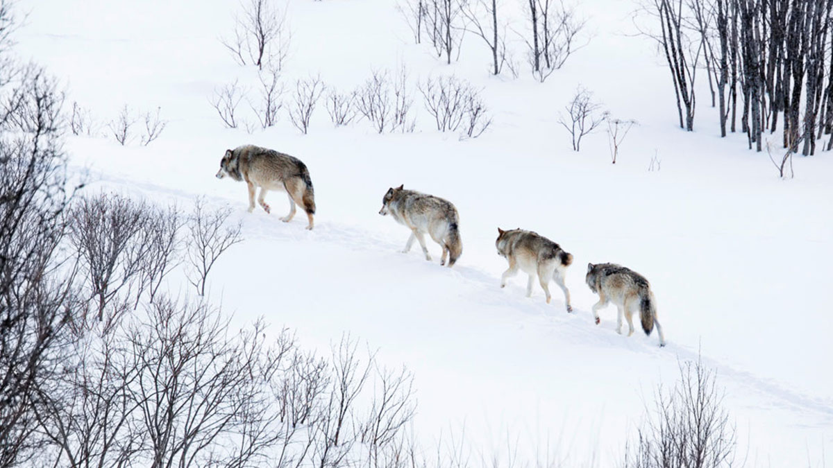 Minnesota to Update Wolf Management Plan | Rocky Mountain Elk Foundation