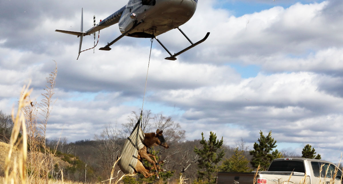New Research Focuses on Kentucky Elk | RMEF Media | Rocky Mountain Elk ...