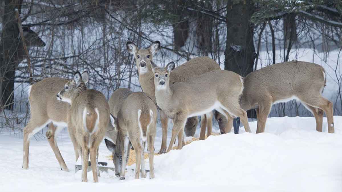 Researchers Find CWD Proteins in Deer Semen | RMEF Media | Rocky ...