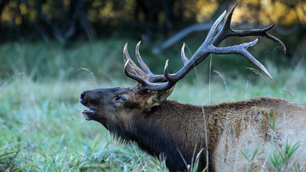 Oregon Hunters Invited to Weigh In on Big Game Hunting | RMEF Media ...