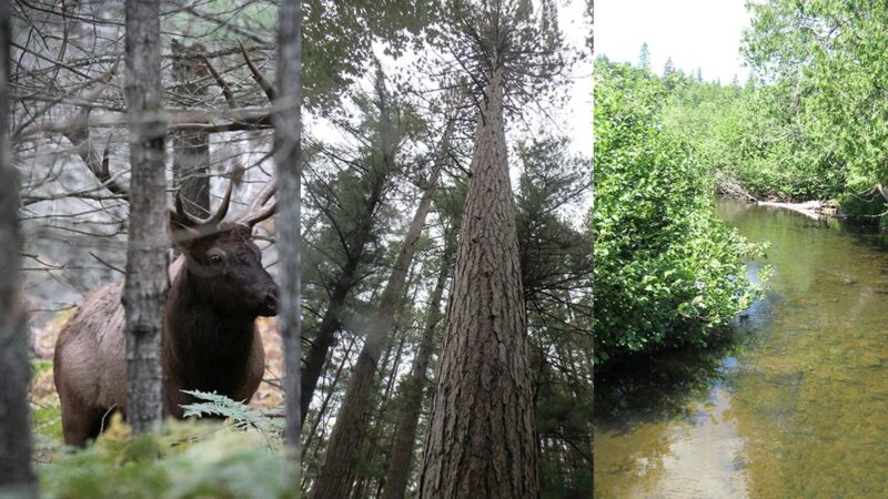 RMEF Donation Helps Finalize Michigan Elk, Riparian Habitat/Public ...